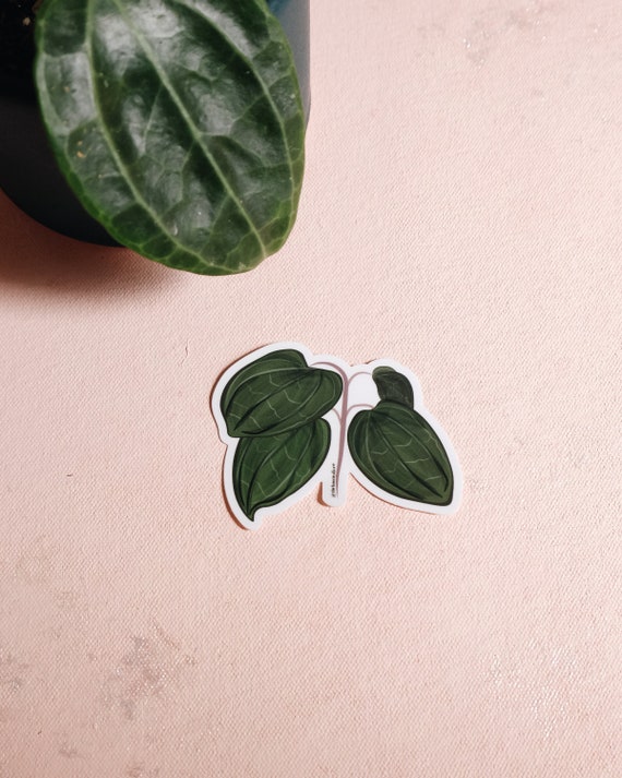 Paper & Party Supplies Hoya Sarawak Sticker 3 inch Vinyl Plant Sticker ...