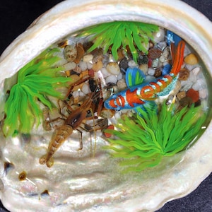 Resin Crafts Abalone Shell Aquarium, 3D Resin Painting Mandarin Fish in ...