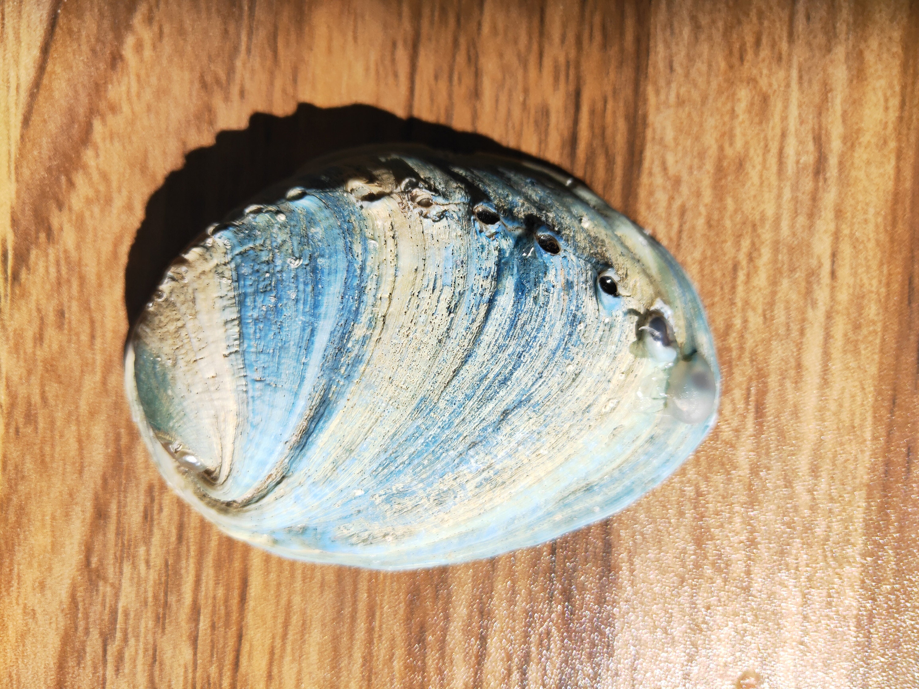 Abalone shell painting koi Coloured shell 3D resin painting | Etsy