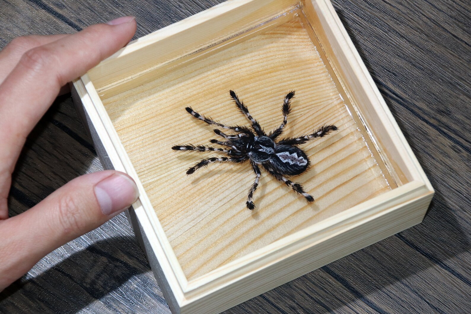 3D Resin Painting Spider Spider Painting Spider Crafts - Etsy
