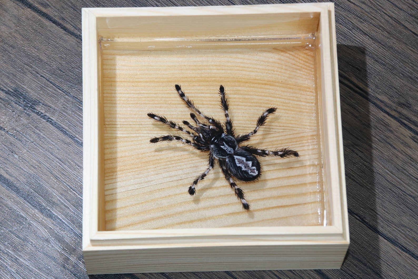 3D Resin Painting Spider Spider Painting Spider Crafts - Etsy