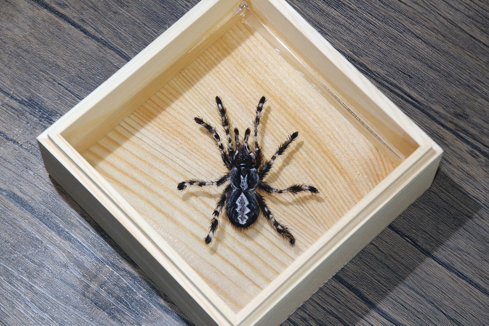 3D Resin Painting Spider Spider Painting Spider Crafts | Etsy