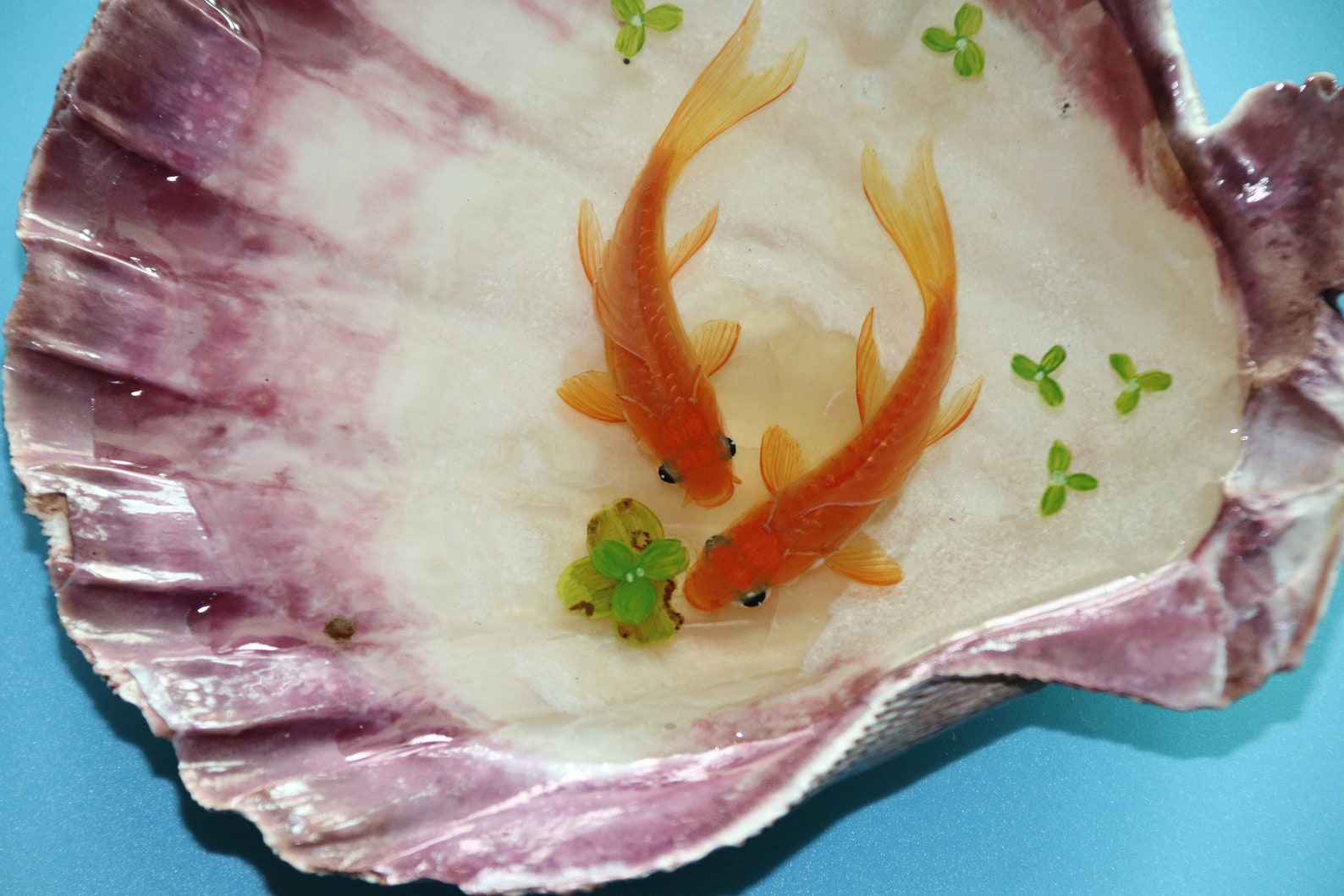 Purple Shells A Pair of Koi Live in Purple Shells the Size of - Etsy