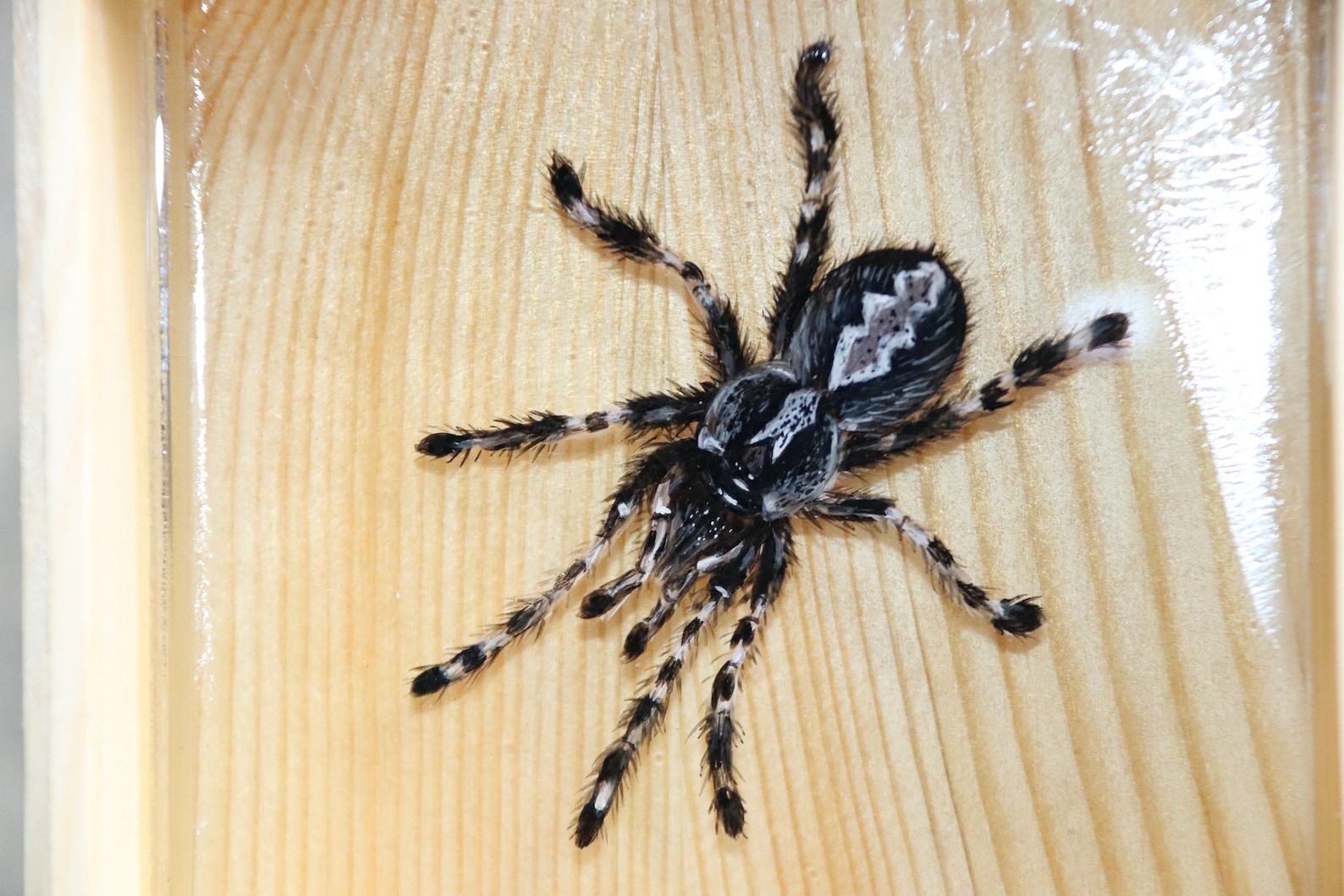 3D Resin Painting Spider Spider Painting Spider Crafts | Etsy