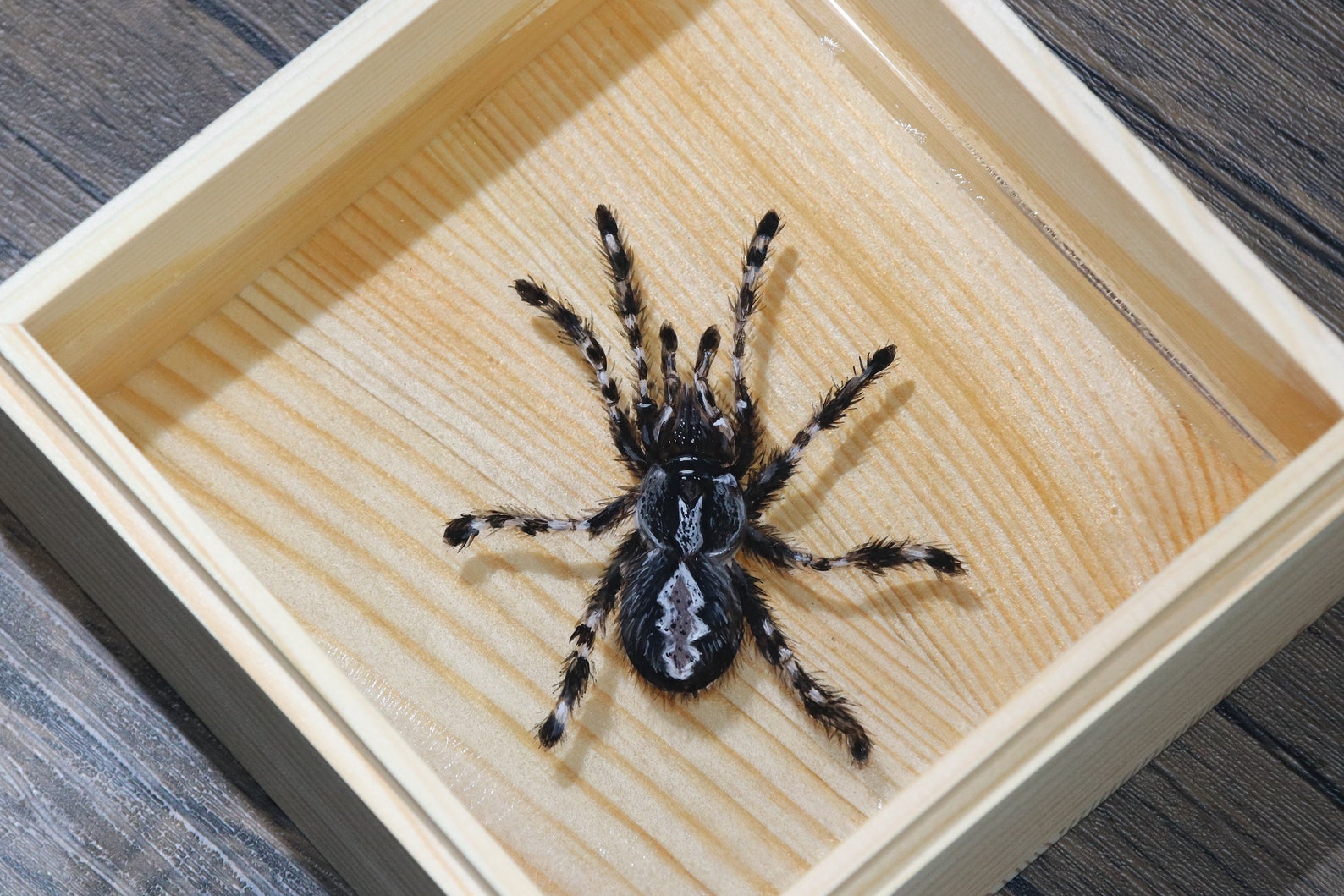 3D Resin Painting Spider Spider Painting Spider Crafts | Etsy