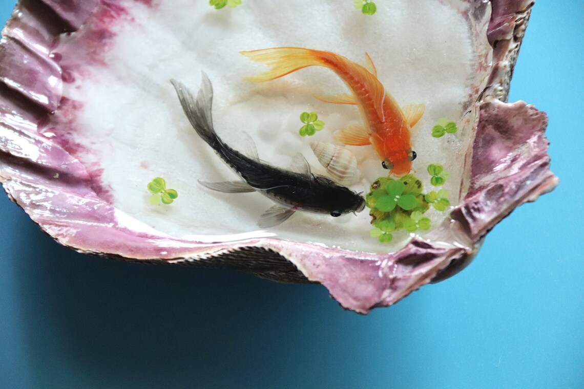 Purple shells A pair of Koi live in purple shells the size of | Etsy