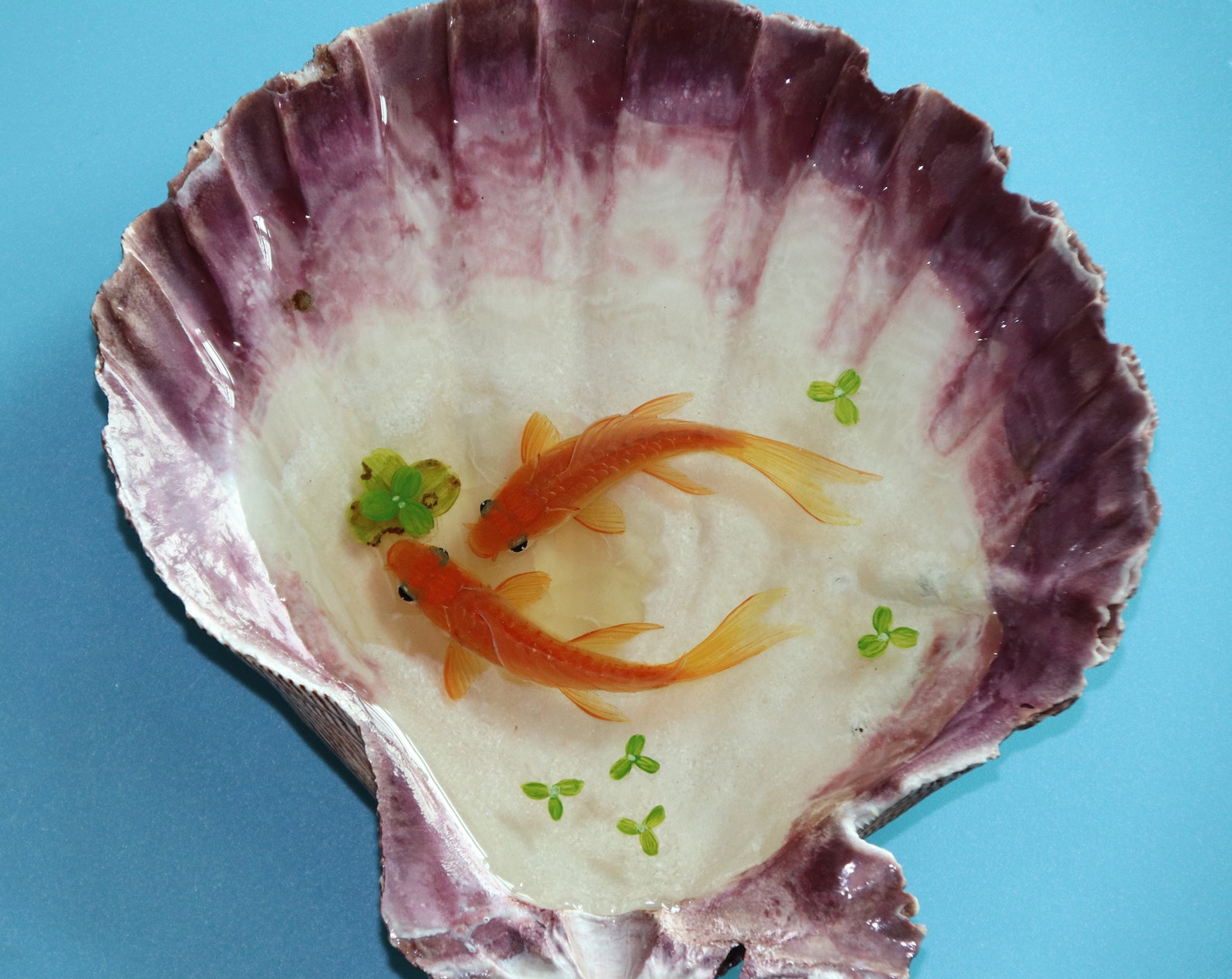 Purple Shells A Pair of Koi Live in Purple Shells the Size of - Etsy