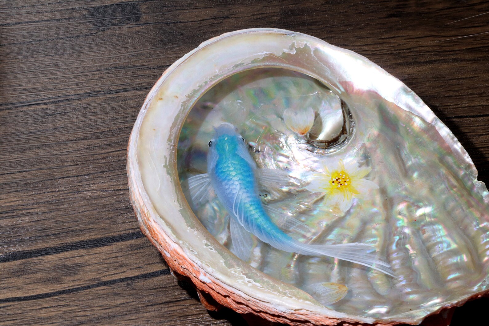 Fish Painting Abalone Shell Painting Koi Blue Koi Lay in - Etsy