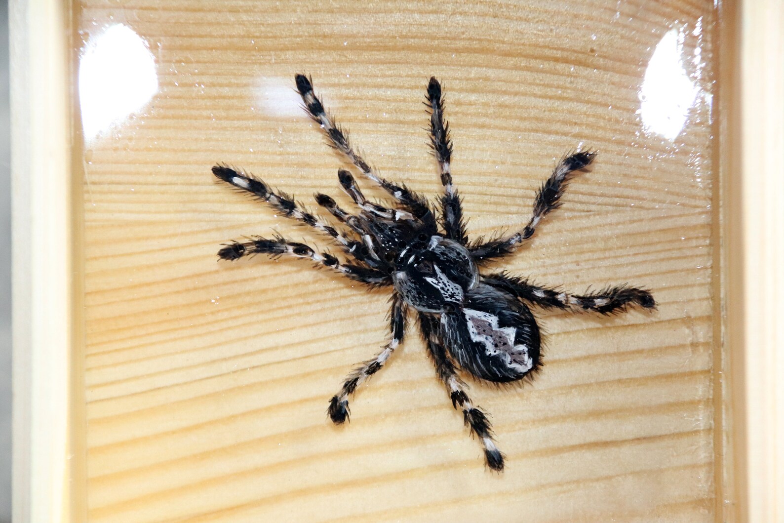 3D Resin Painting Spider Spider Painting Spider Crafts | Etsy