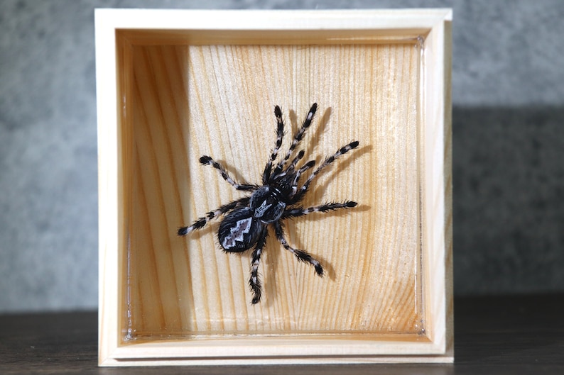 3D Resin Painting Spider Spider Painting Spider Crafts - Etsy
