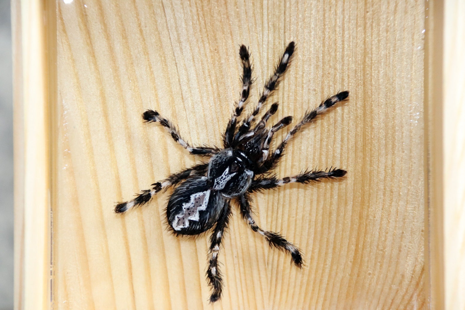 3D Resin Painting Spider Spider Painting Spider Crafts | Etsy