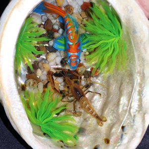 Resin Crafts Abalone Shell Aquarium, 3D Resin Painting Mandarin Fish in ...