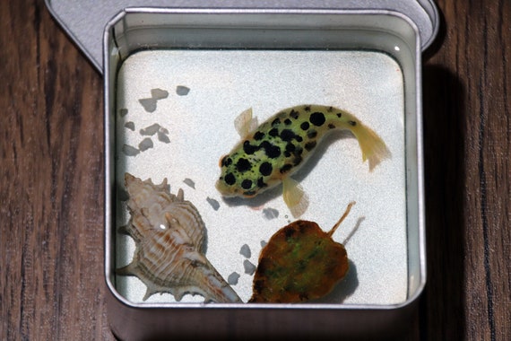 Epoxy Layers Painting Puffer Fish in an Iron Box Resin - Etsy