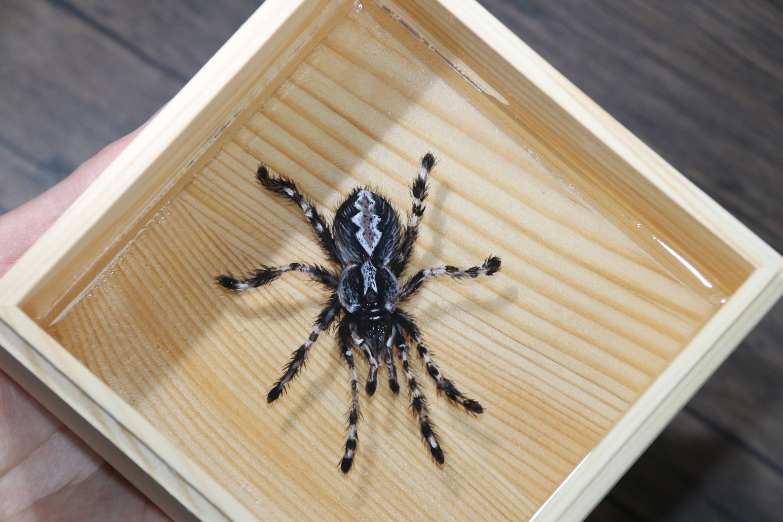 3D Resin Painting Spider Spider Painting Spider Crafts - Etsy