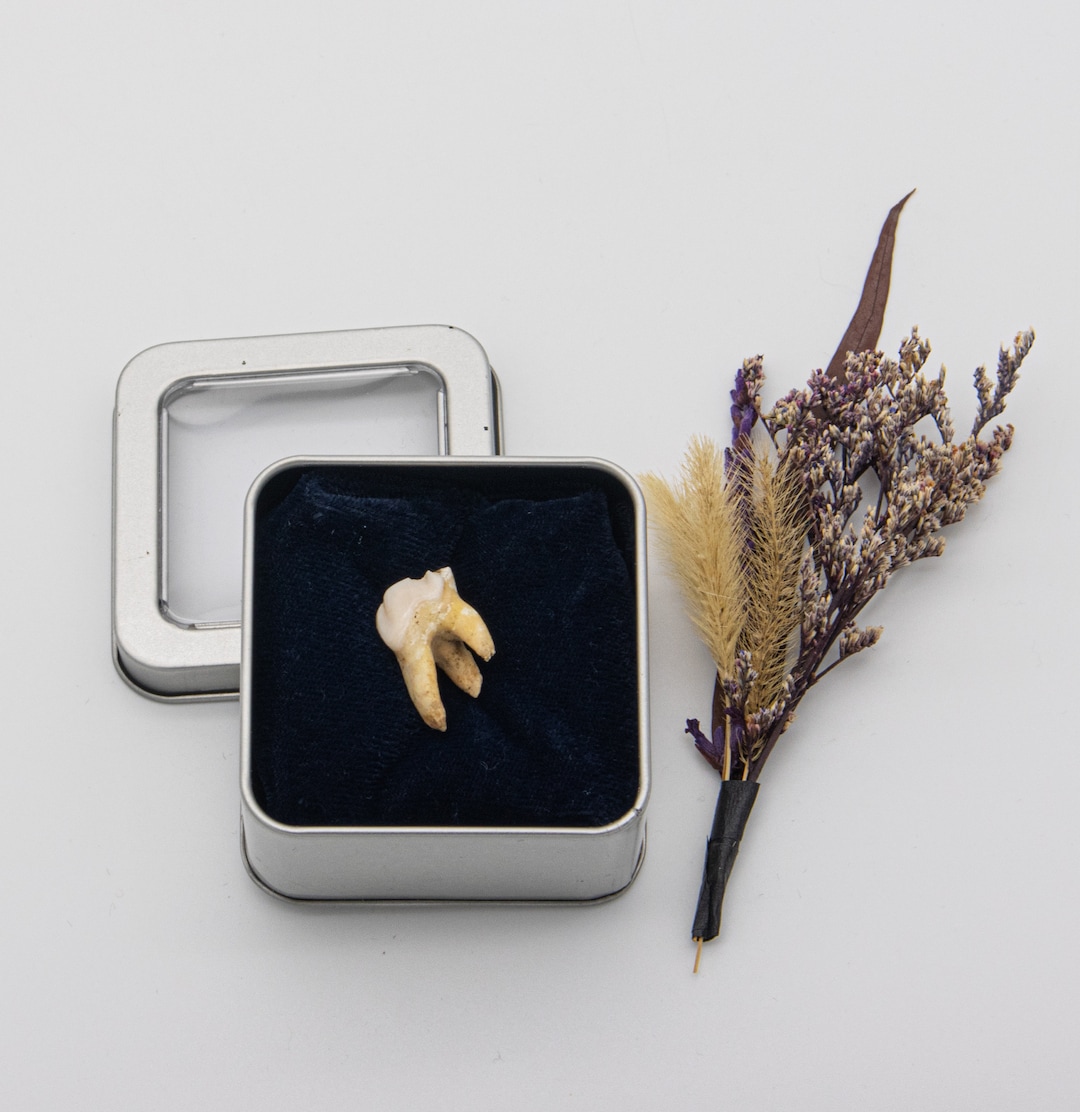 Authentic 1700s Cow Premolar Tooth From a Philadelphia Privy Dig 058 - Etsy