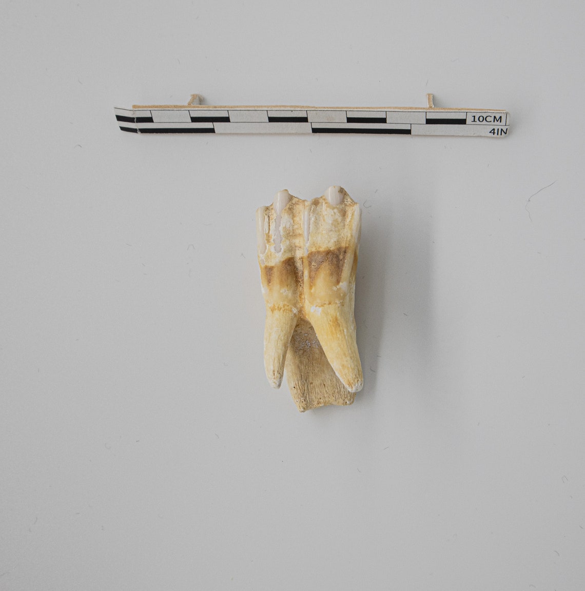 Authentic 1700s Cow Molar Tooth From a Philadelphia Privy Dig 038 ...