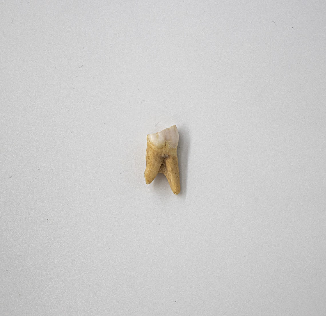 Authentic 1700s Pig Premolar Tooth From a Philadelphia Privy Dig 029 - Etsy