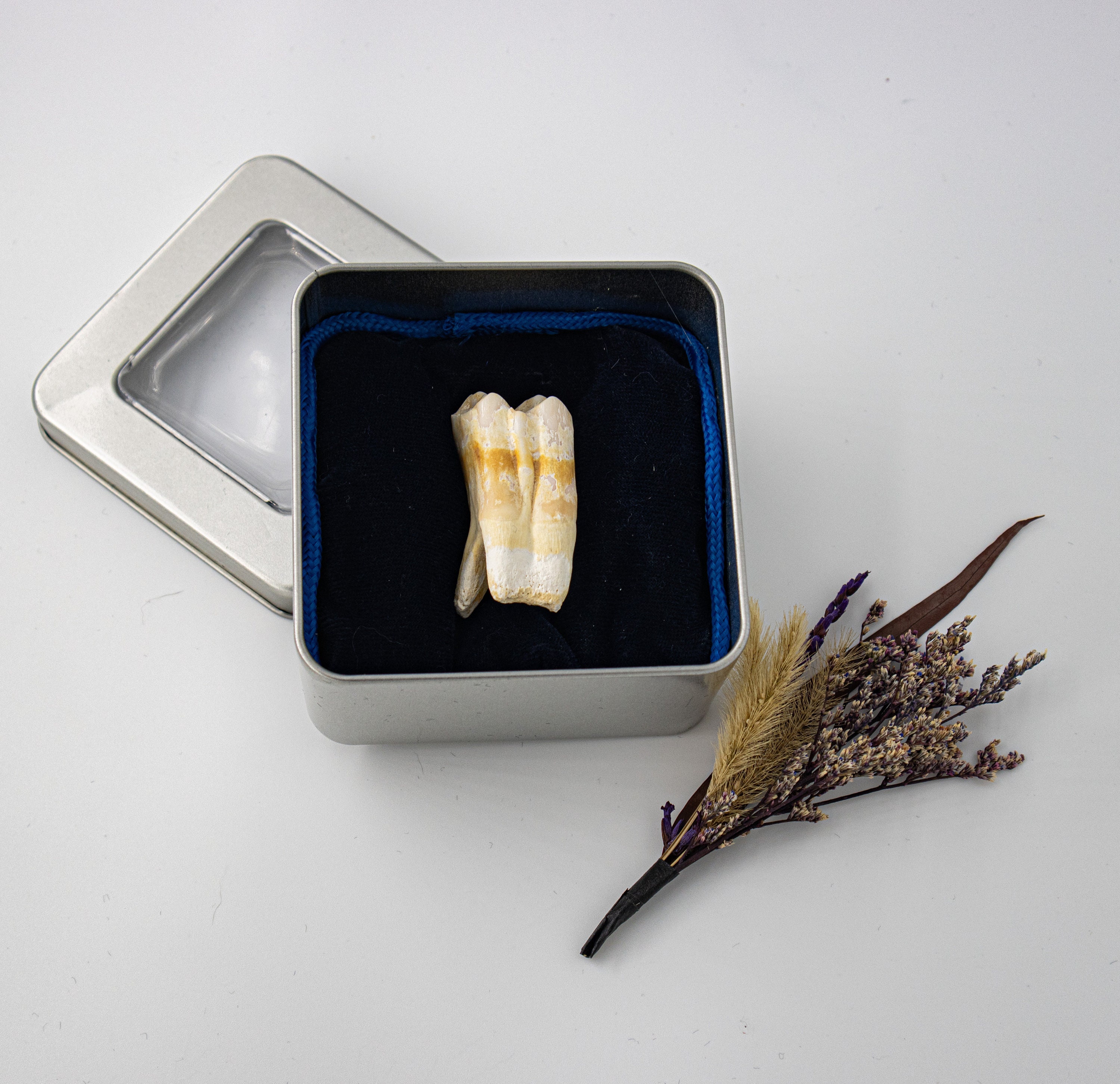 Authentic 1700s Cow Molar Tooth From a Philadelphia Privy Dig 038 ...
