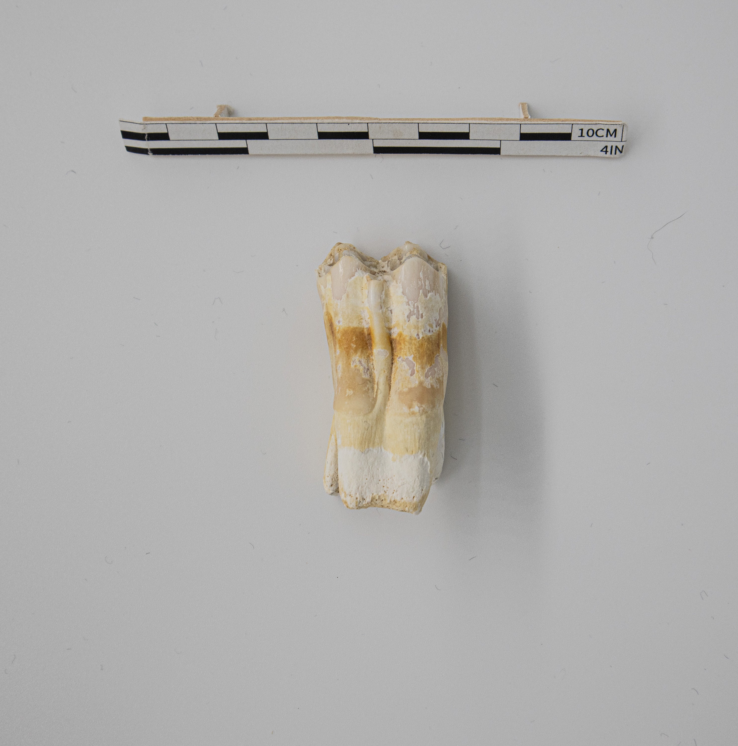 Authentic 1700s Cow Molar Tooth From a Philadelphia Privy Dig 038 ...