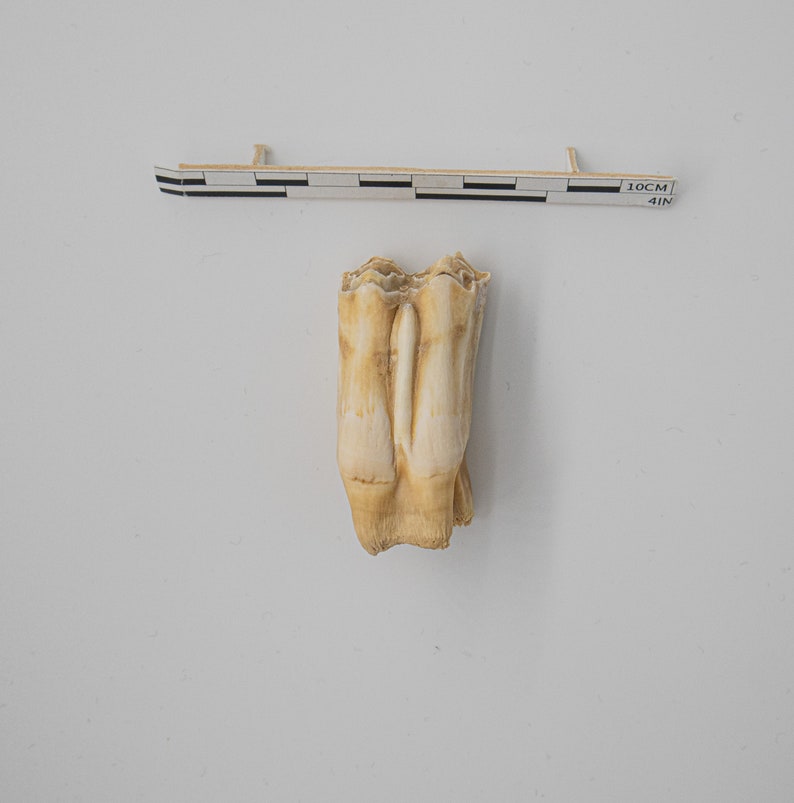 Authentic 1700s Cow Molar Tooth From a Philadelphia Privy Dig 035 - Etsy