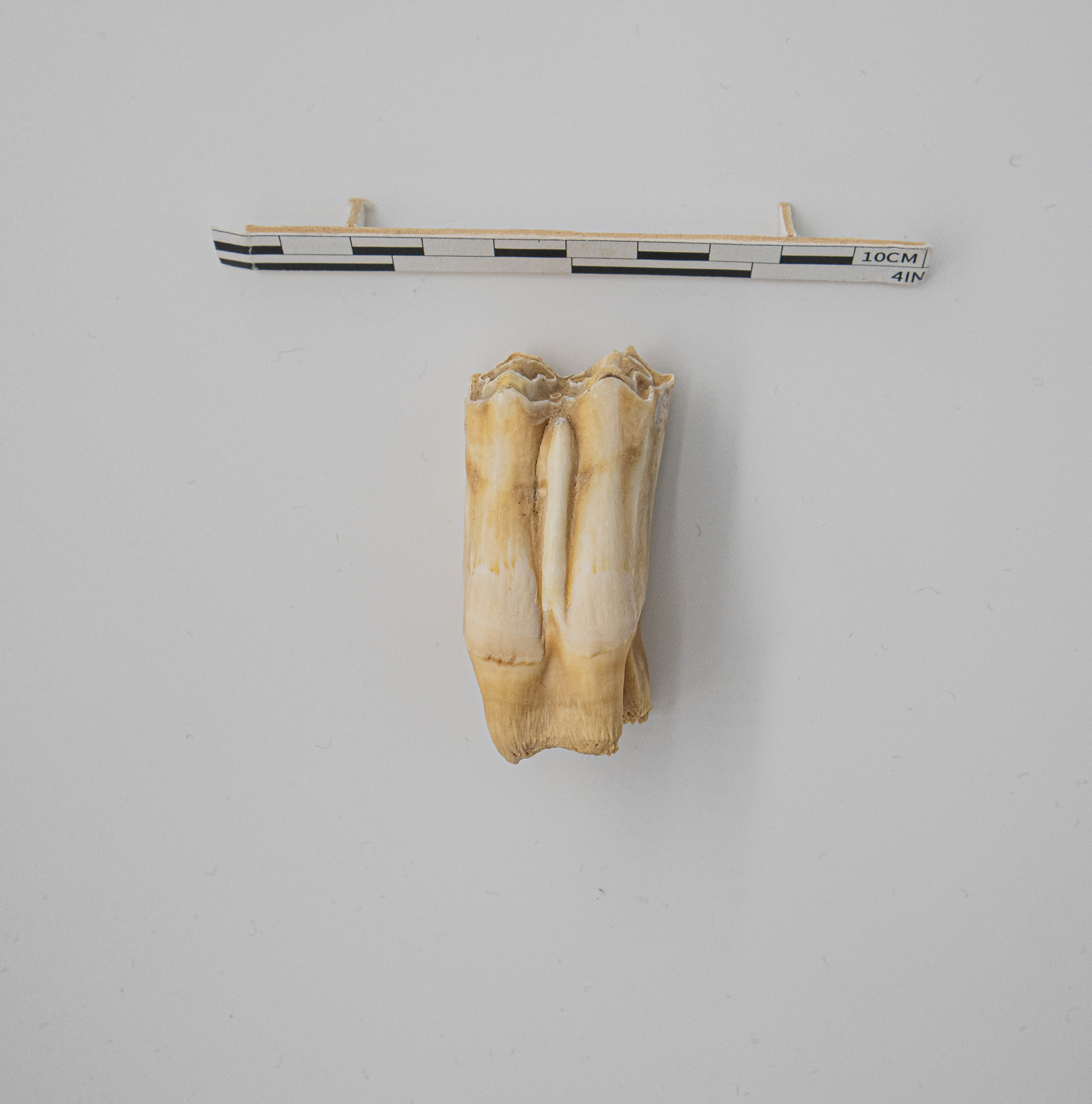 Authentic 1700s Cow Molar Tooth From a Philadelphia Privy Dig 035 - Etsy