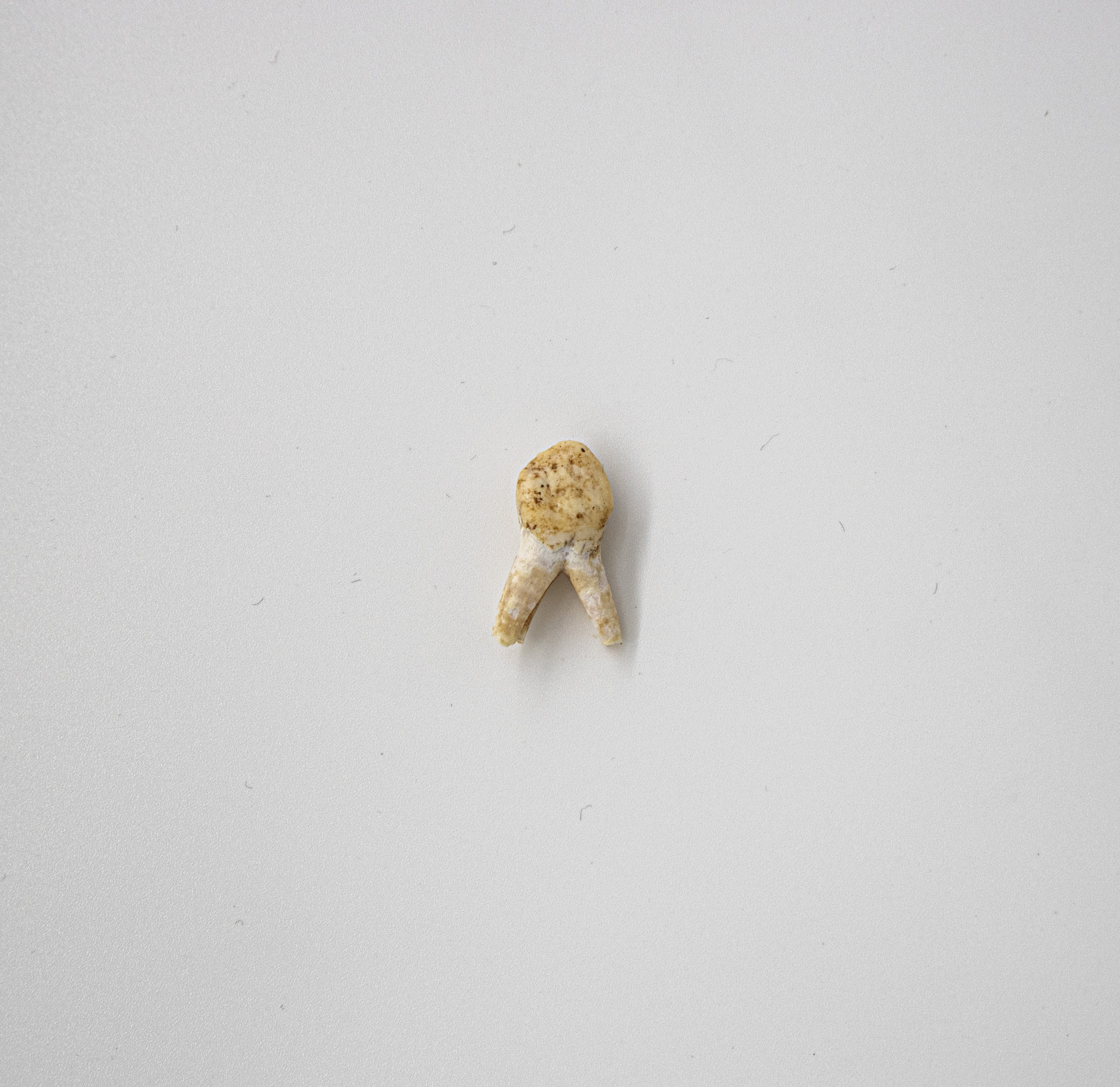 Authentic 1700s Pig Premolar Tooth From a Philadelphia Privy Dig 030 ...