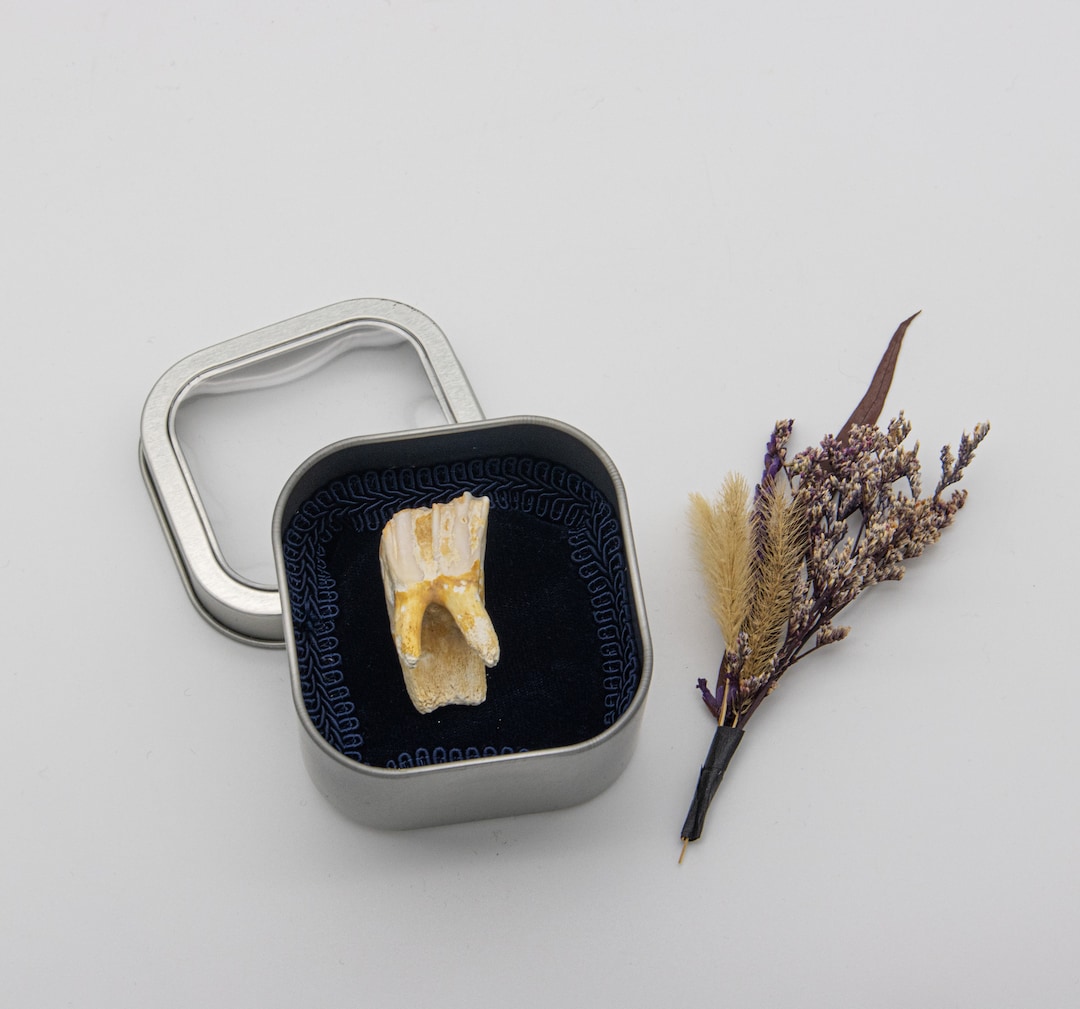 Authentic 1700s Cow Molar Tooth From a Philadelphia Privy Dig 050 - Etsy