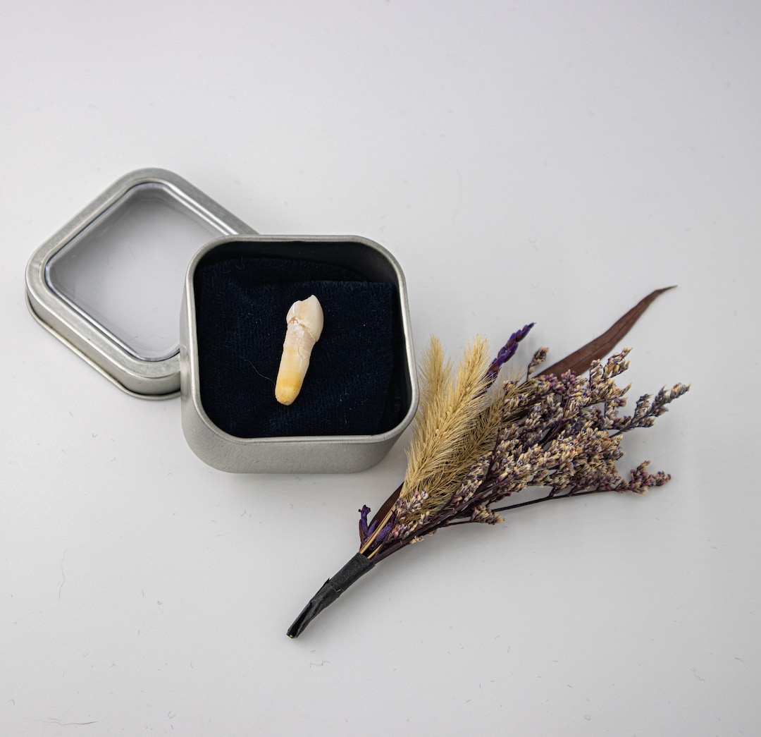 Authentic 1700s Cow Incisor Tooth From a Philadelphia Privy Dig 041 - Etsy