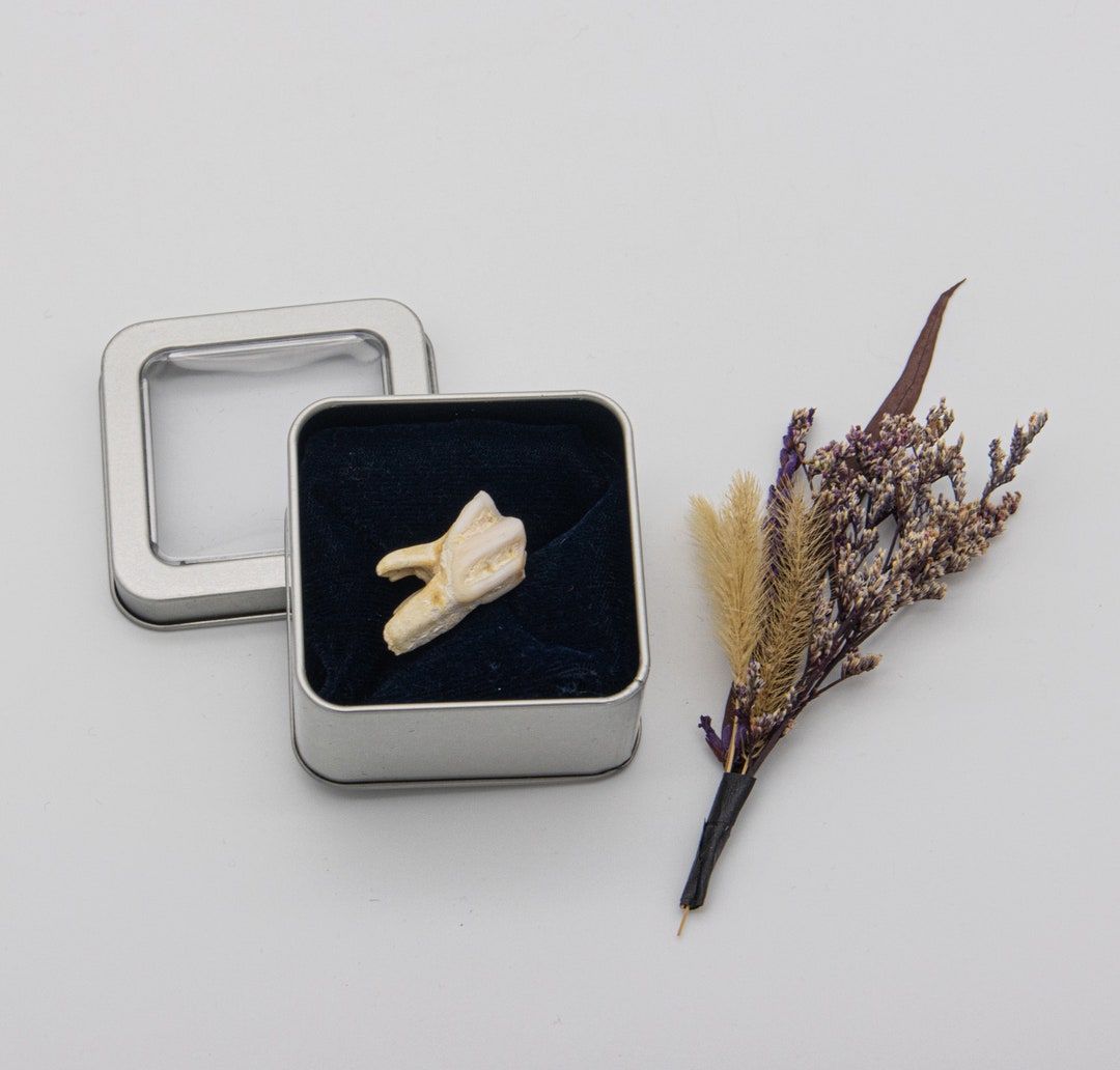 Authentic 1700s Cow Premolar Tooth From a Philadelphia Privy Dig 057 - Etsy