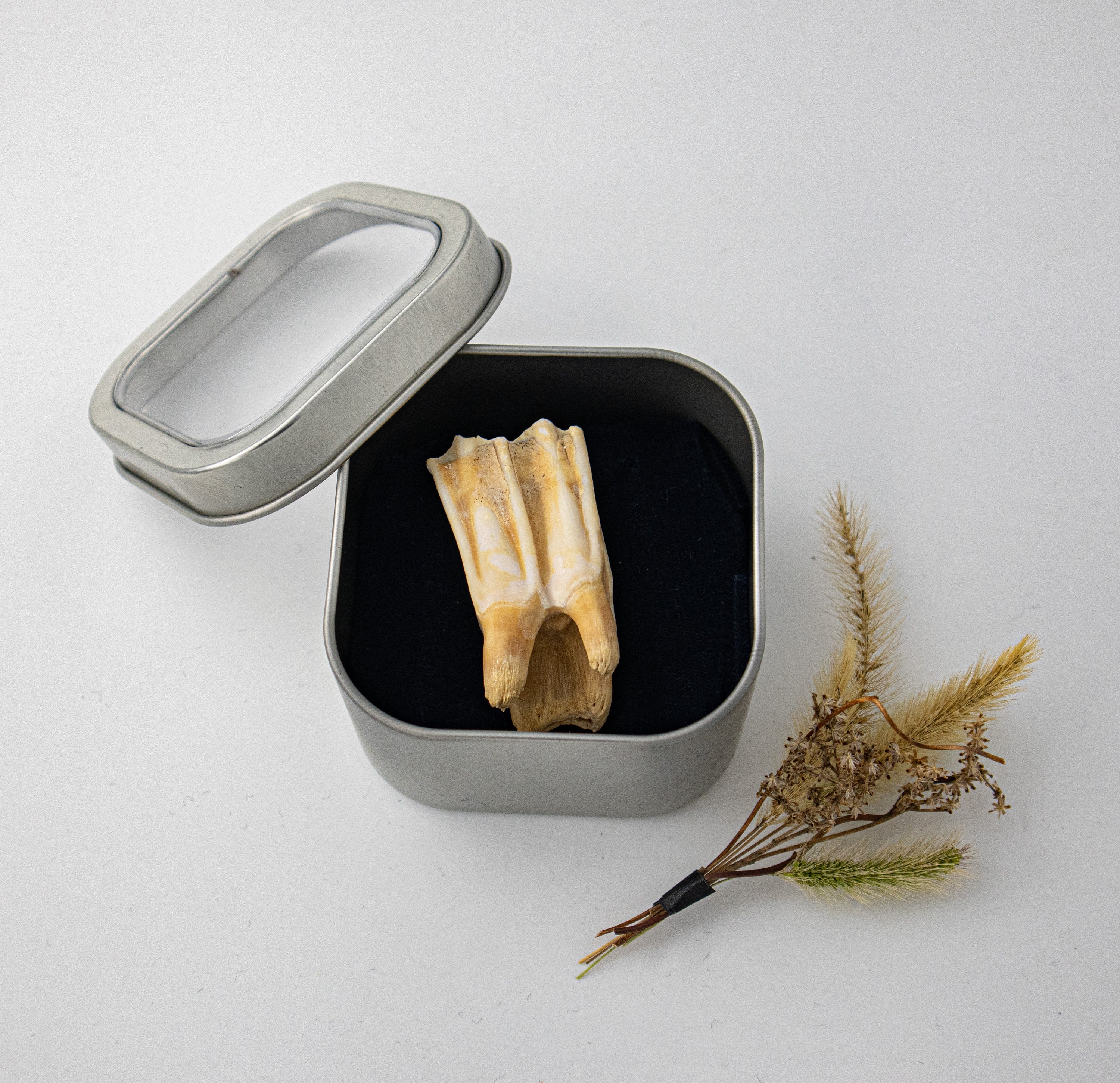 Authentic 1700s Cow Molar Tooth From a Philadelphia Privy Dig 035 - Etsy