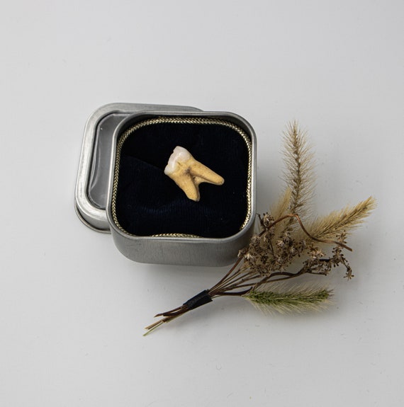 Authentic 1700s Pig Premolar Tooth From a Philadelphia Privy | Etsy