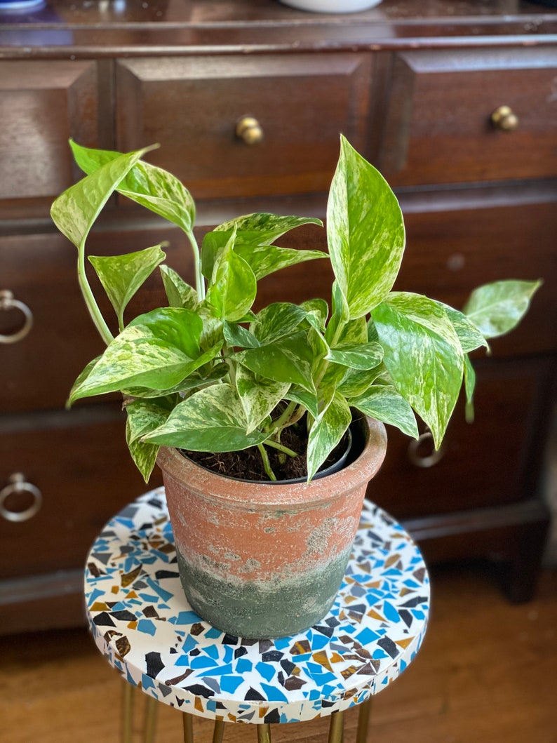 Rustic Plant Pot/indoors Plant Pot/house Plant Pot/distressed - Etsy UK