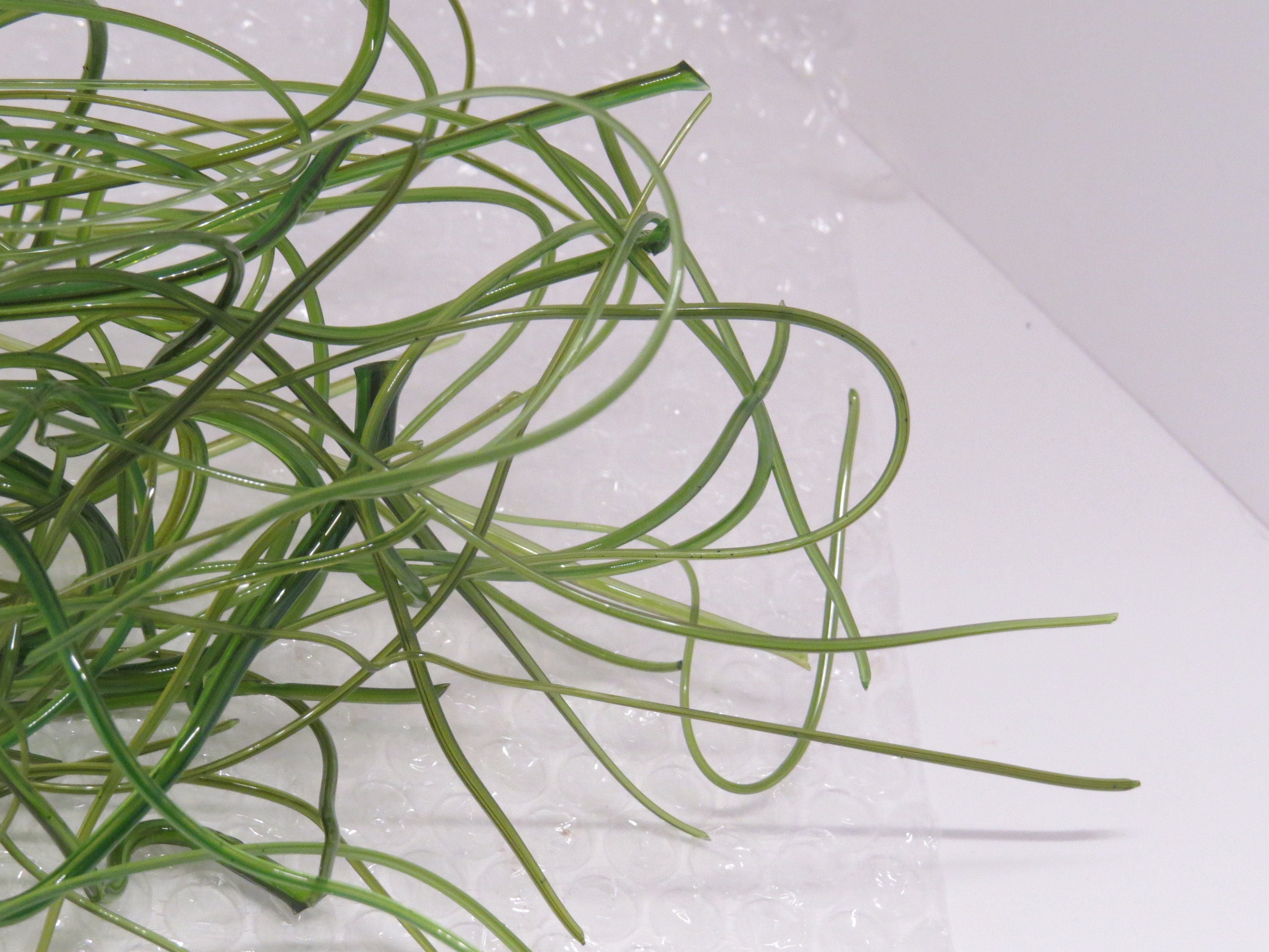 96 COE Vitrigraph Green Transparent 3 Oz. - Etsy