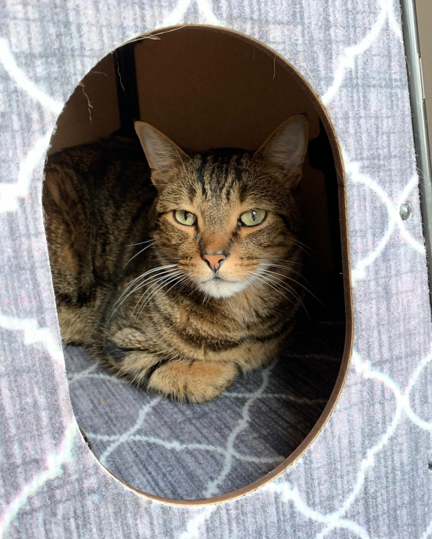 Pet Furniture Cat House Cat Tree House Cat Play | Etsy