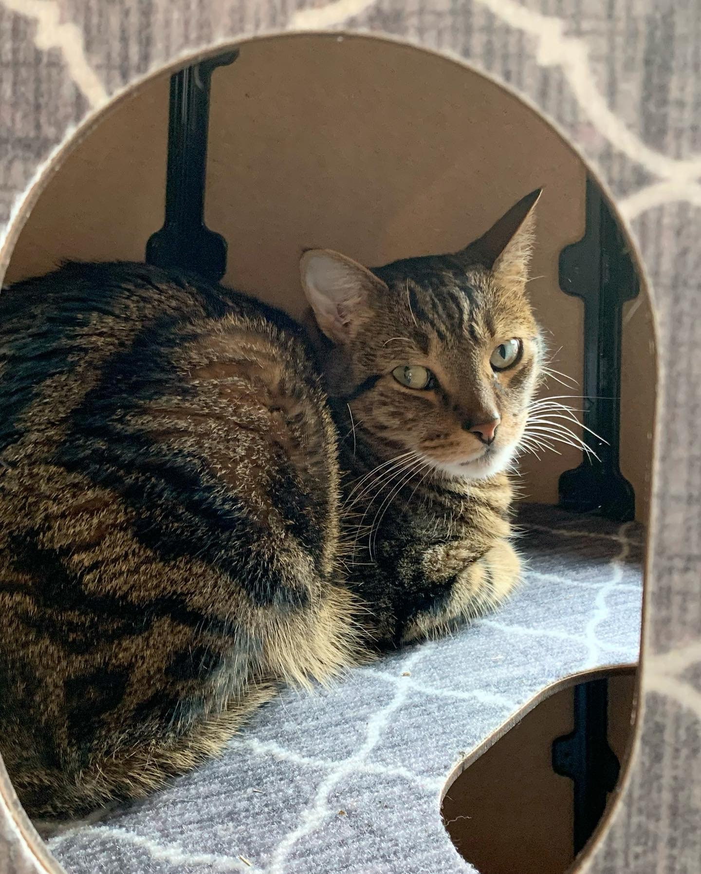 Pet Furniture Cat House Cat Tree House Cat Play | Etsy