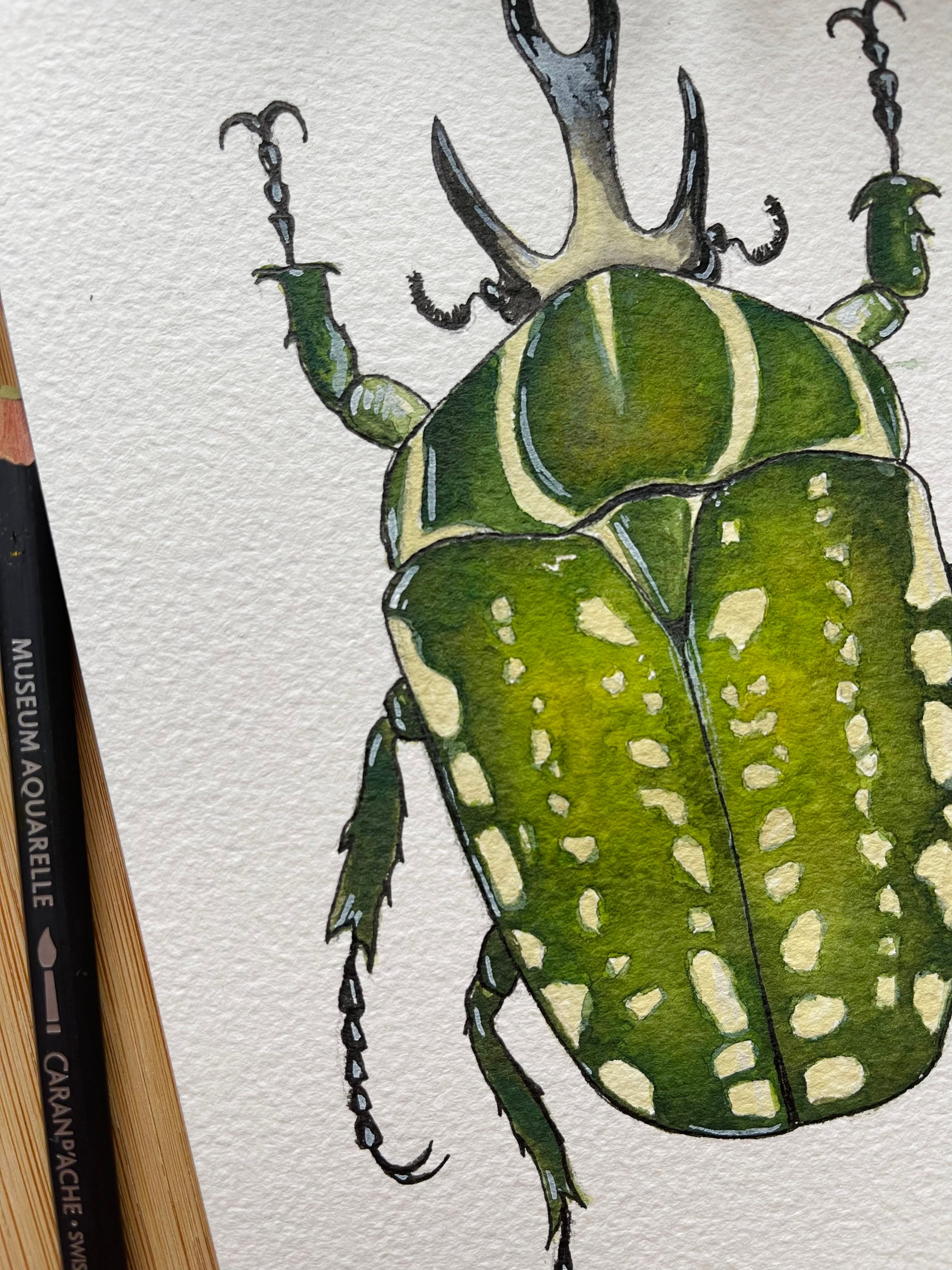 Watercolor Original Watercolor Insect Aquarelle Originale Insecte ...