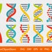 Vector DNA Structure / Biometric SVG / Molecule / Genetic Svg / Gene ...