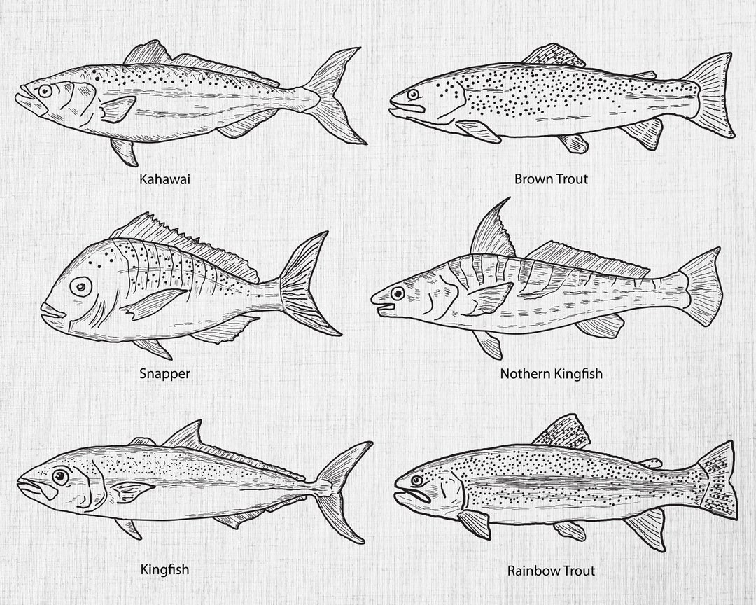 Fish Sketch Svg/clipart/vector/dxf/png /kahawai/brown Trout/rainbow Trout/ Snapper/kingfish ...