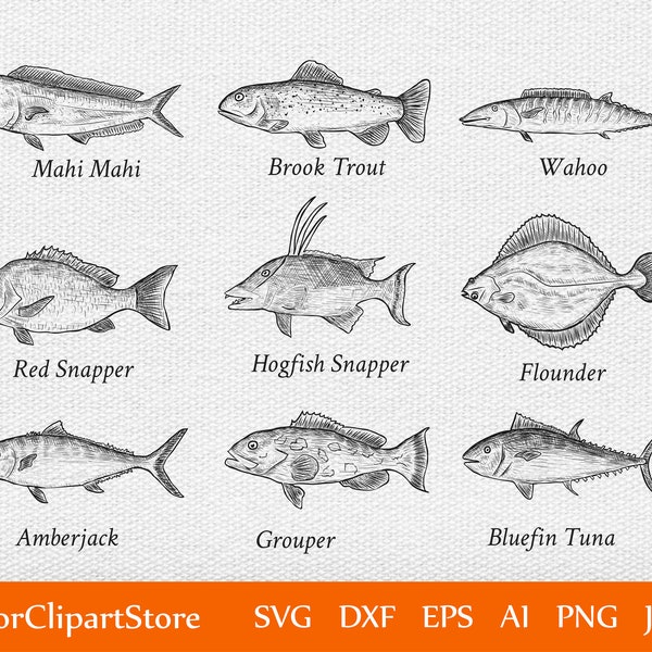 Hogfish - Etsy