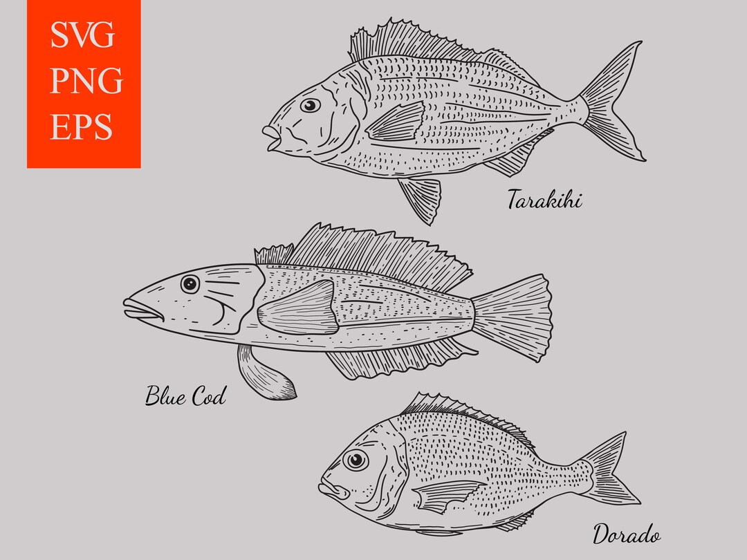 Sea Fish Sketch Svg/clipart/vector/png /tarakihi/ Blue Cod/ Dorado - Etsy