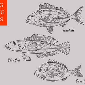 Sea Fish Sketch Svg/clipart/vector/png /tarakihi/ Blue Cod/ Dorado - Etsy