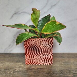 The Wavy Square Planter Pot With Optional Drip Tray in Shiny Copper ...