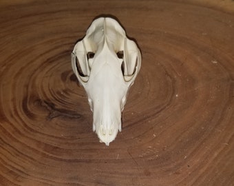 Possum skull | Etsy