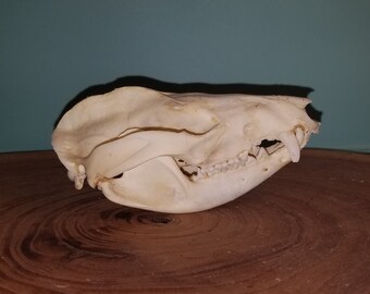 Possum skull | Etsy