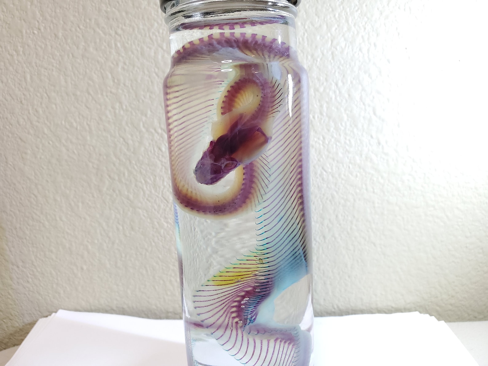 Diaphonized Ball Python Wet Specimen Quality 1 Python | Etsy