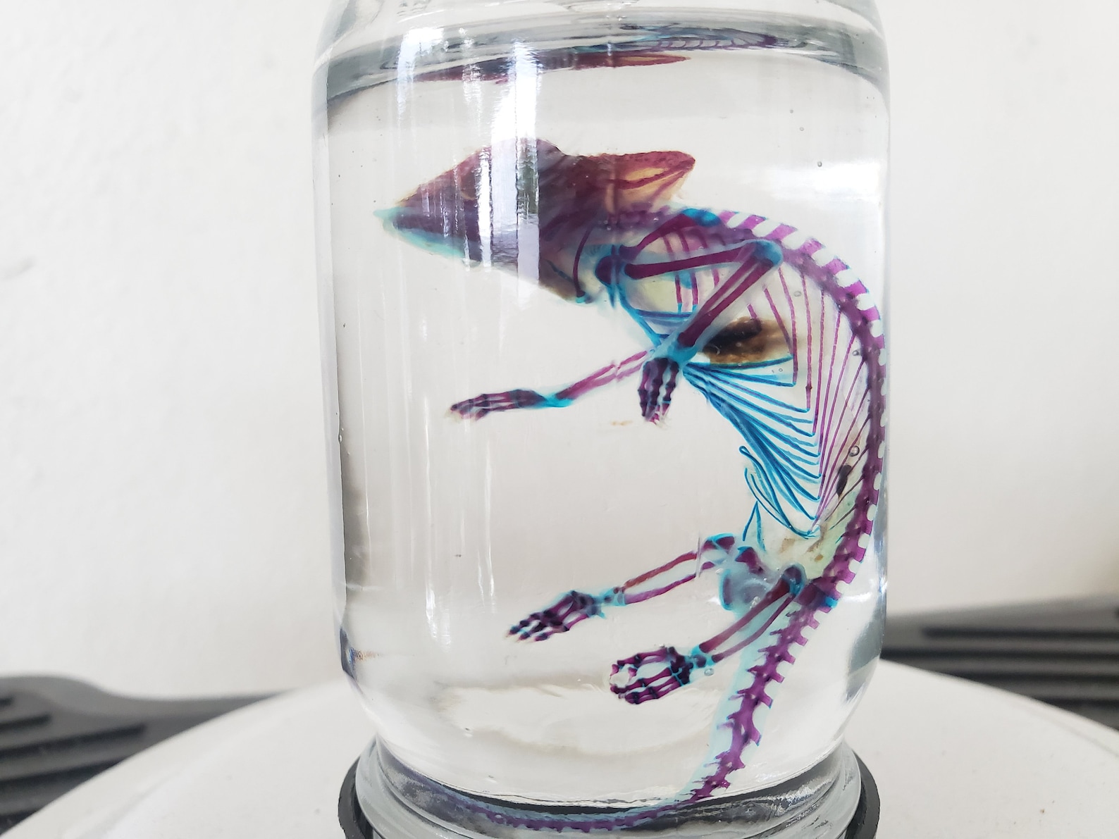 Diaphonized Veiled Chameleon Wet Specimen Quality 1 | Etsy