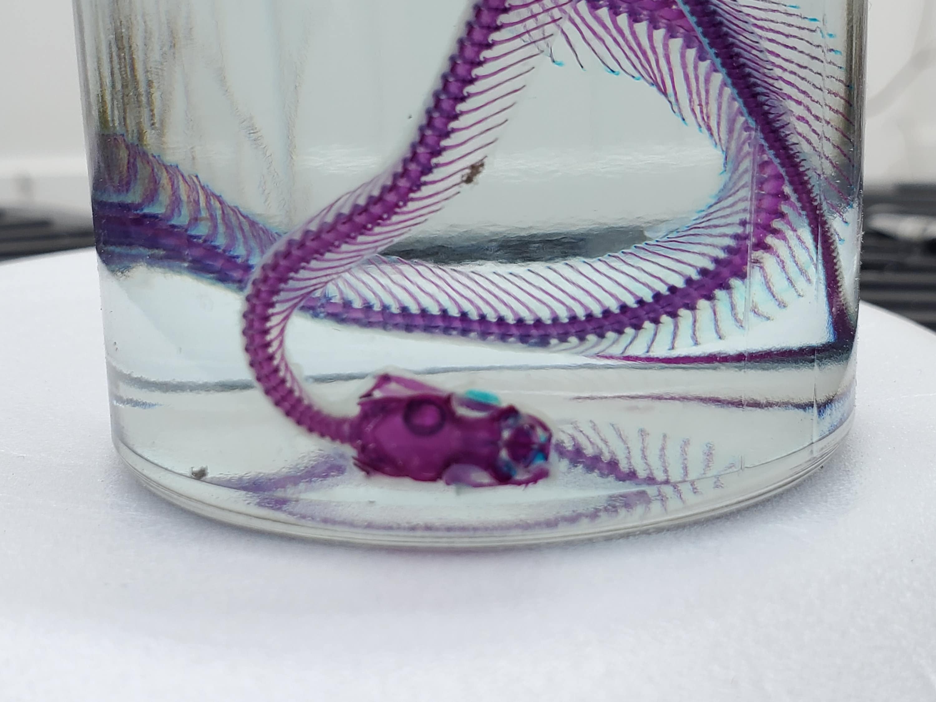 Diaphonized Corn Snake Wet Specimen Quality 1 | Etsy