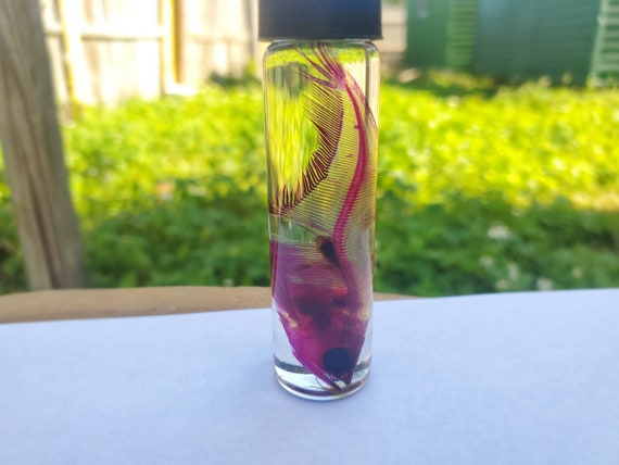 Home Décor Taxidermy & Curiosities Home & Living Quality #1 Diaphonized ...