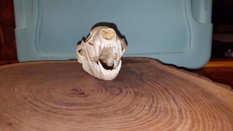 American Badger Skull Quality 1 Taxidea taxus | Etsy