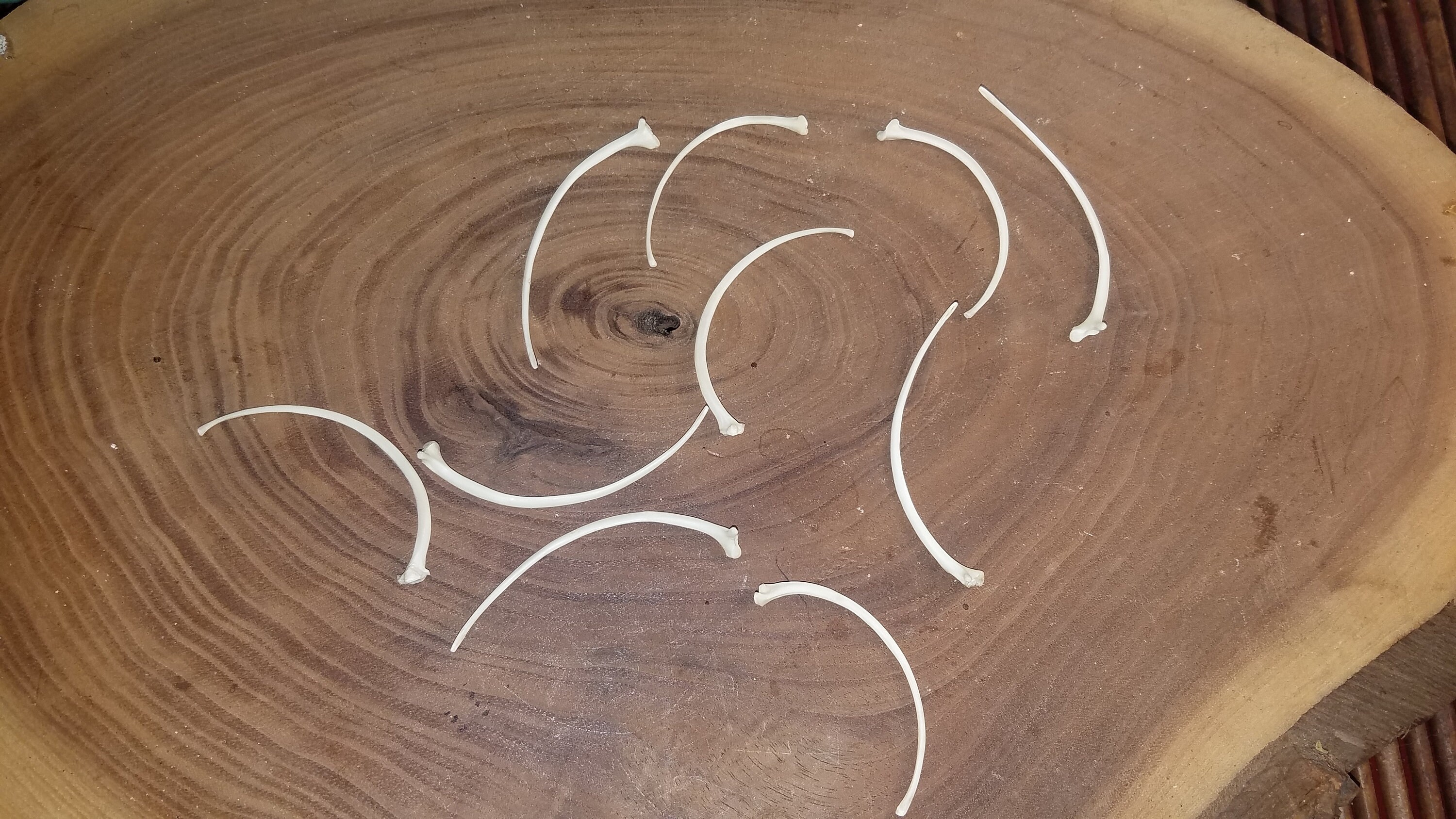 10 Authentic Snake Ribs Large | Etsy